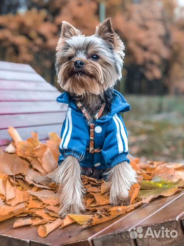 Йоркширский терьер на вязку