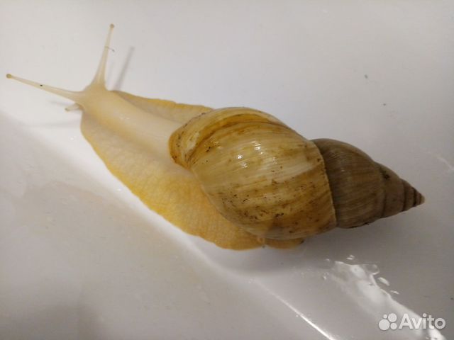 Улитку отдам