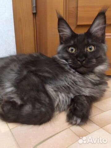 Шикарные парни мейн-кун чёрные дымчатые