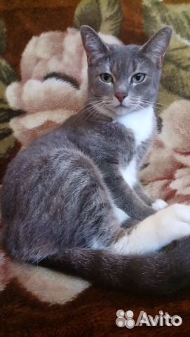 Кошка с котеком