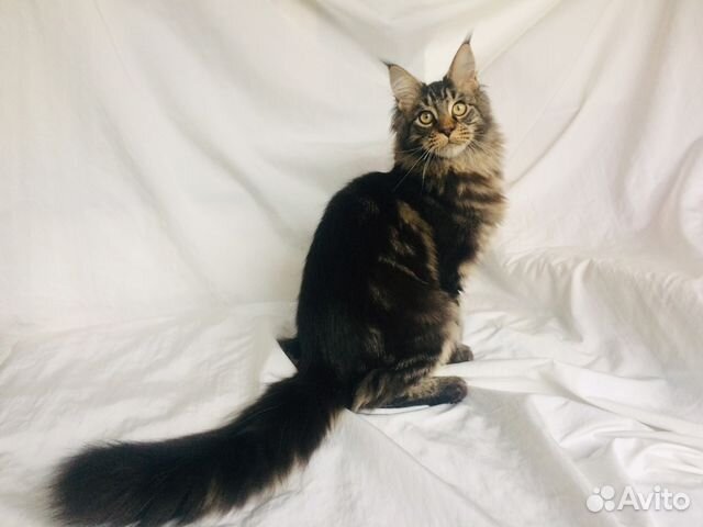 Мейн-кун котята Мейн-кун котик