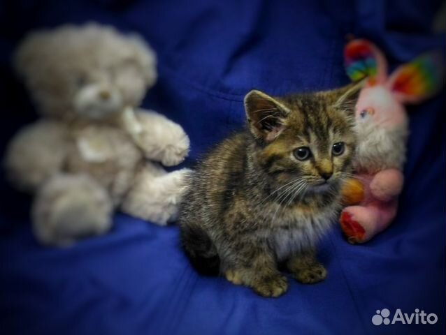 Серо-полосатый котенок(кошечка) в добрые руки