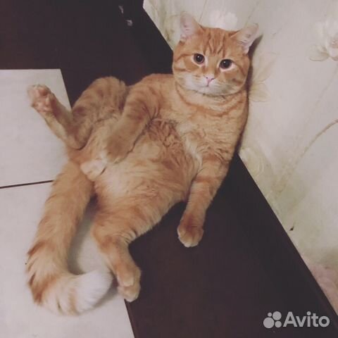 Рыжий котик ищет дом
