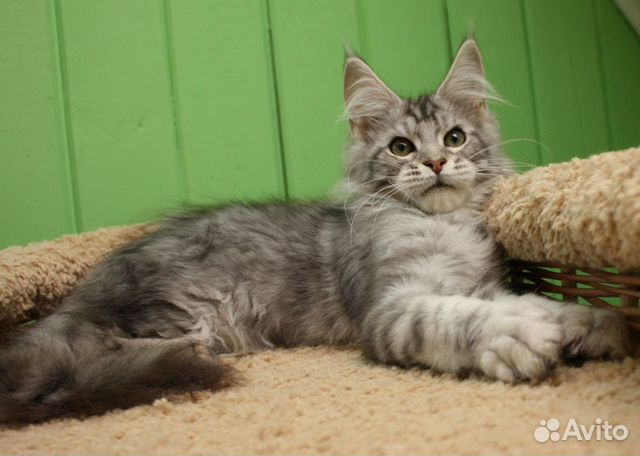 Котик мейн кун Лаймон черный серебряный мрамор