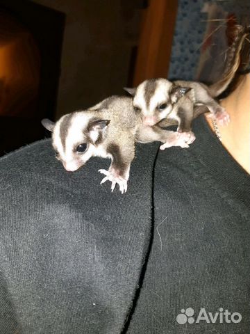 Сахарный поссум