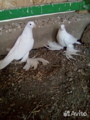 Голуби