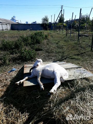 Коза с козлом ламанча