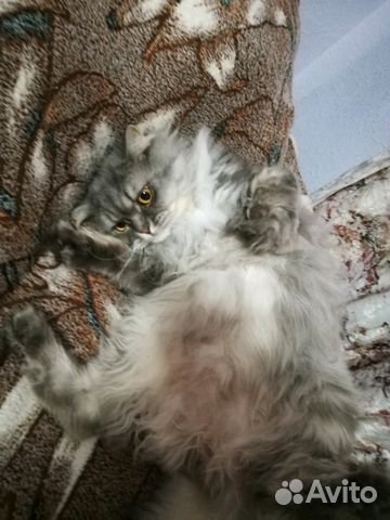 Отдам котика в хорошие руки)