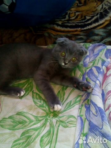 Веслоухий британец