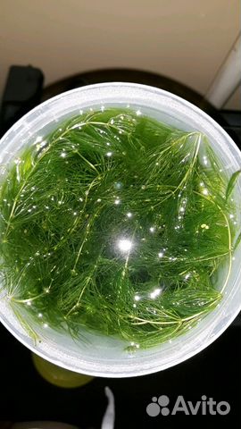 Роголистник