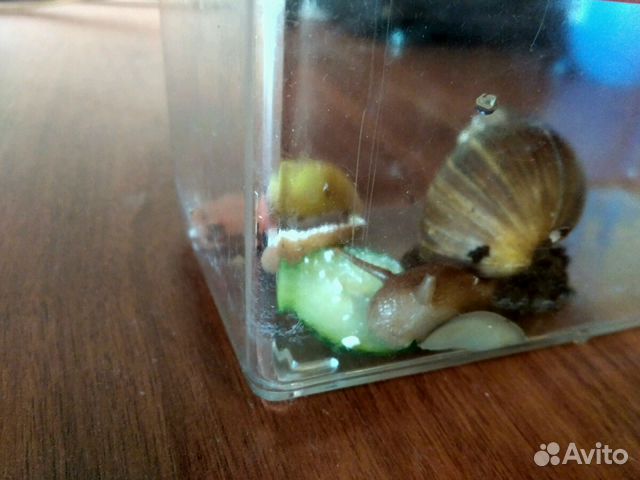 Улитка Ахатина с приданным