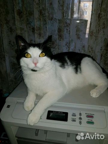 Котик ласковый Феня 1год привит, кастрирован