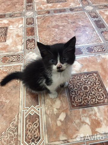 Котёнок мальчик