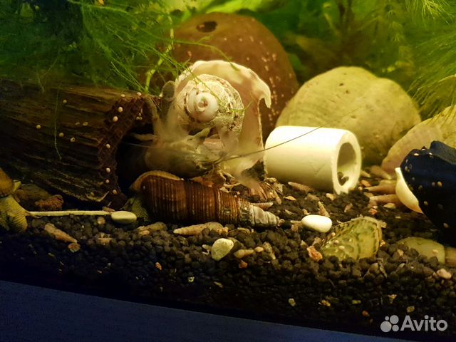 Улитка жёлтый кролик. Детки