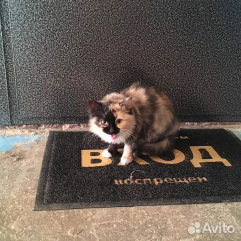 Котёнок