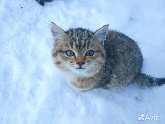 Котята в хорошие руки