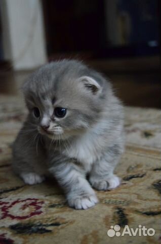 Отдадим в добрые руки котенка мальчика