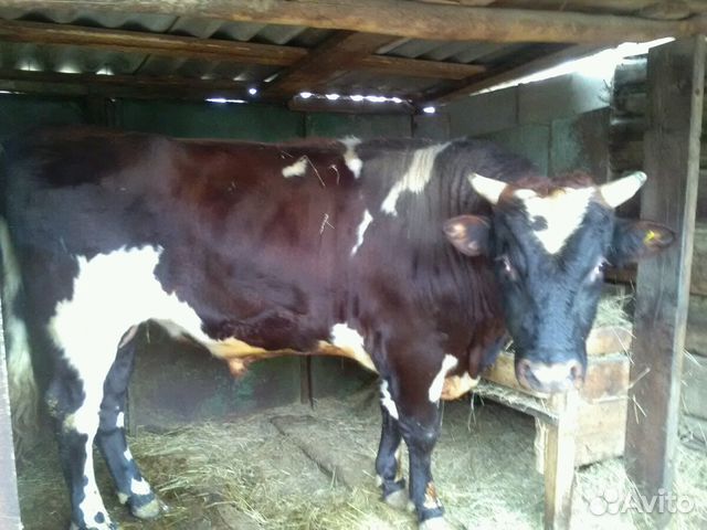 Быки 1,8 год 2 штук стойлого содержания