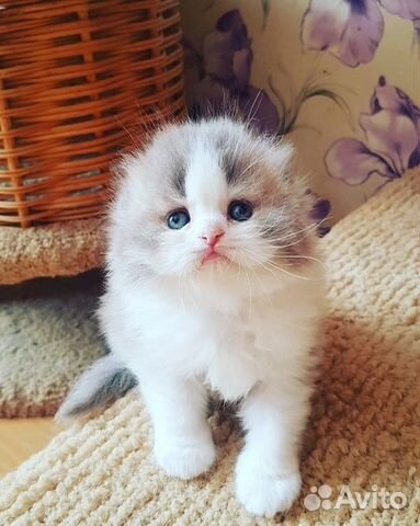 Хайленд фолд