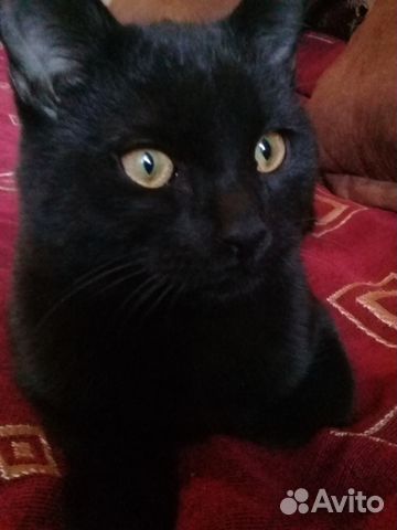 Ласковый домашний котик в добрые руки