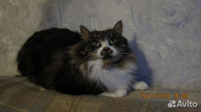 Кошечка Мурочка в добрые руки