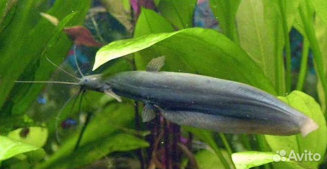 Сом мешкожаберный