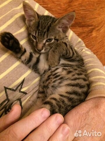 Найден котик ориентал