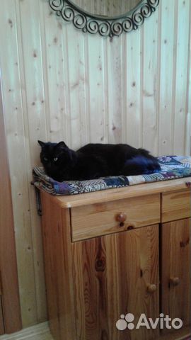 Пропал черный кот