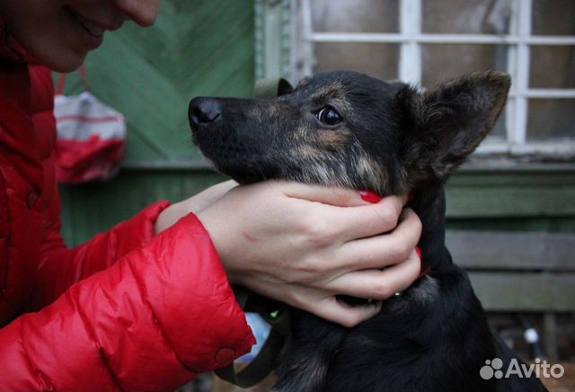 Идеальный щенок - вырастет меньше среднего размера