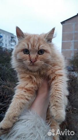 Рыжик ищет дом