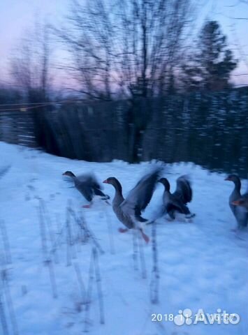 Гусь крупный серый