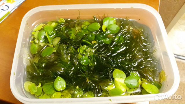 Роголистник и лимнобиум