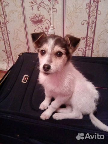 Отдам щенка, девочку