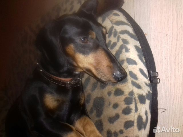 Таксятки в заботливые руки