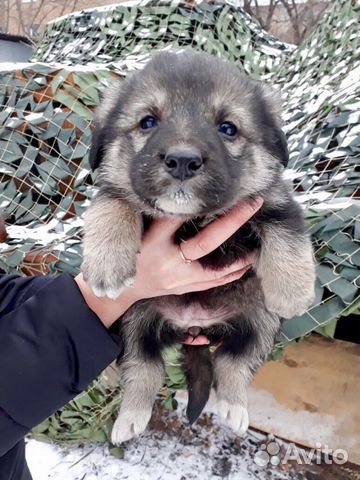 Бутузик в дар