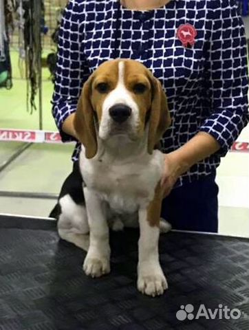 Щенок бигля с большими перспективами