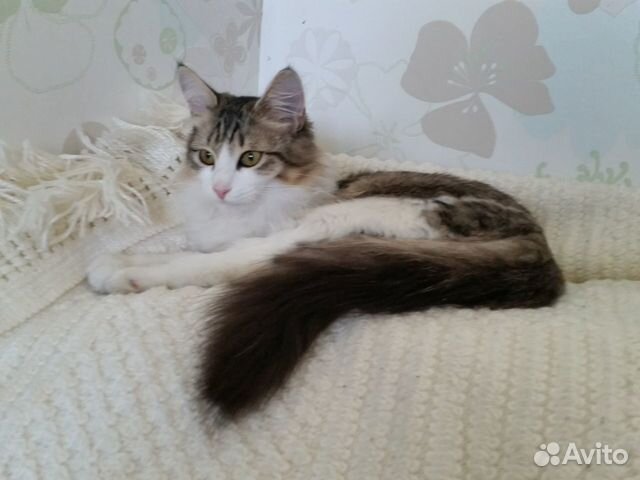 Кошечка подросток, в хорошие руки