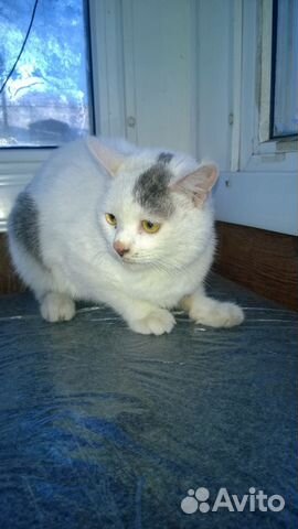 Котик в добрые руки