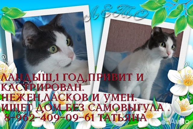 Красавец Ландыш в добрый дом