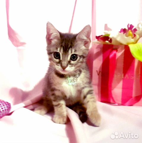 Маленькая принцесса