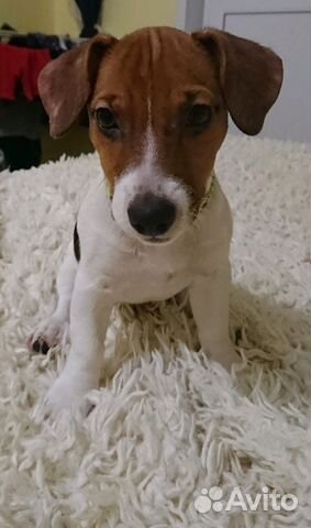 Джек рассел терьер