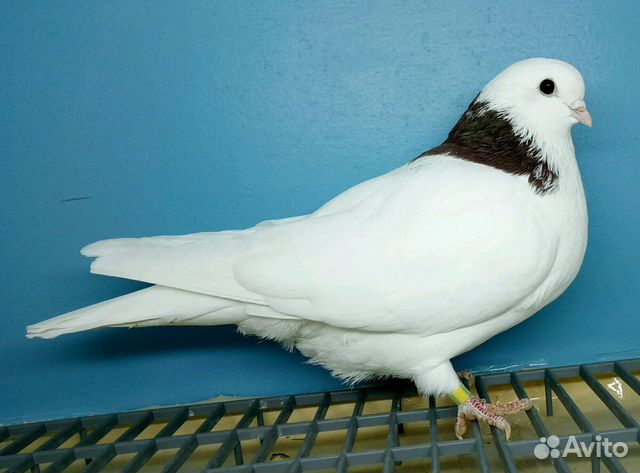Голуби ижевской породы/ гривуны