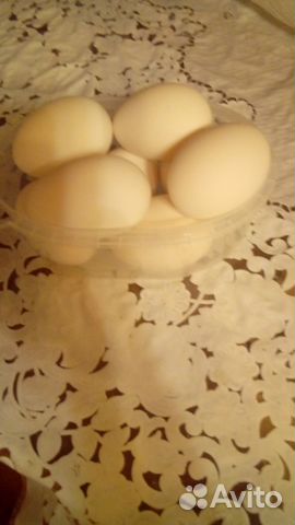 Гусиные яица на инкубацию