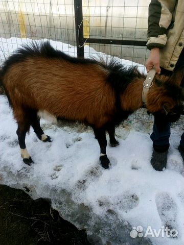 Чешский козел