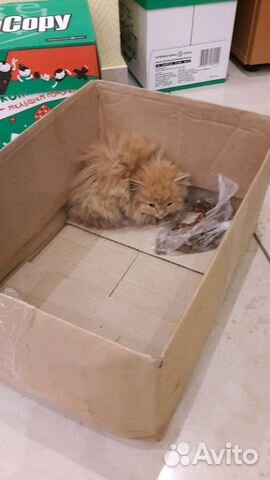 Котёнок в дар
