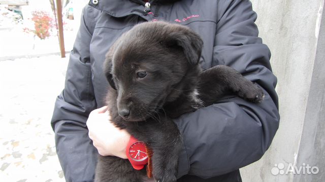 Щенок 3 месяца, кобелек, с доставкой