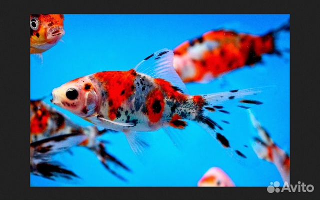 Золотая рыбка - шубункин