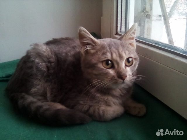 Ласковый Котенок-мальчик в дар 3 мес