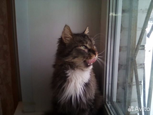 Ласковый молоденький котик в дар 1 год