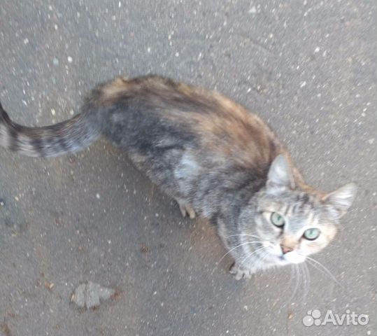 Кошка Муся ищет дом
